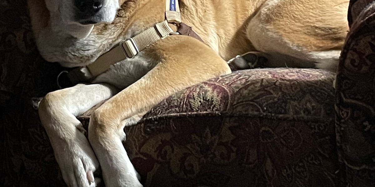 Itchy Feet - by LaVonne Ellis - Dream Chaser