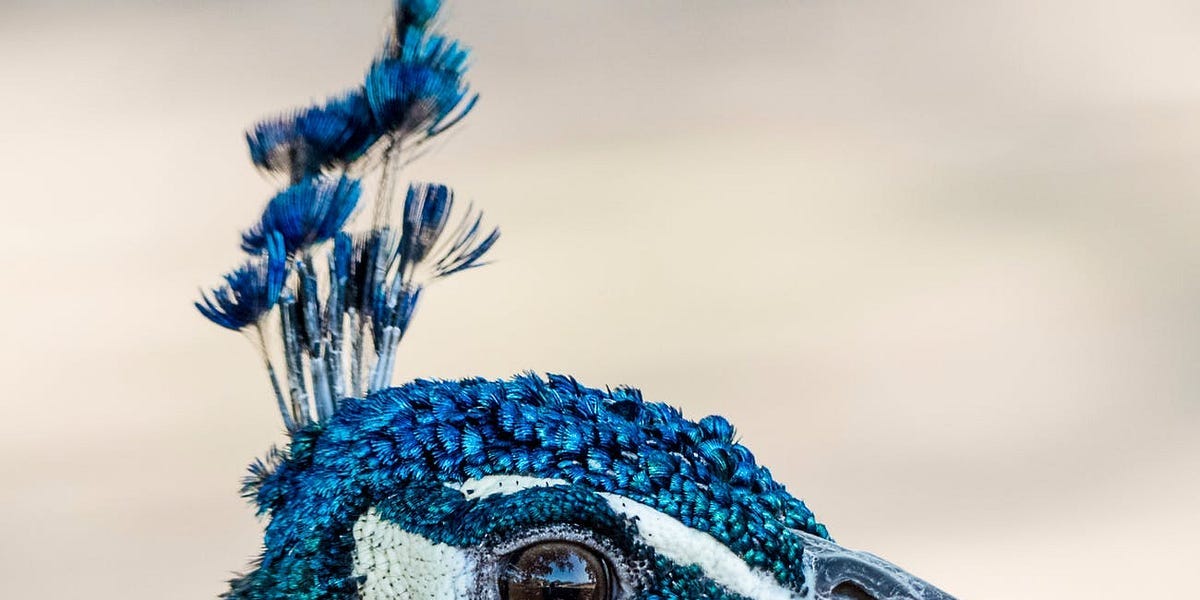 My Adored One - by Maya Rothman - Maya’s Substack