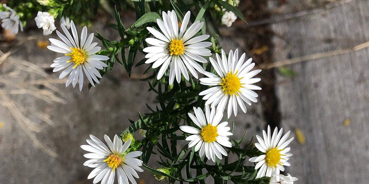 On making haste to be kind - by Katie Noah Gibson