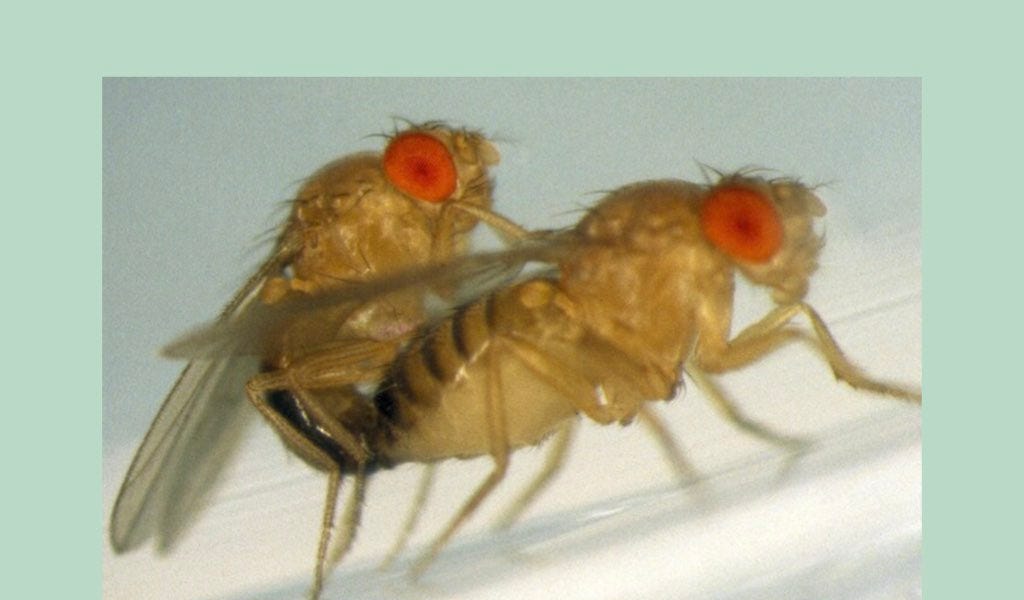 How do flies reproduce - Keep your curiosity