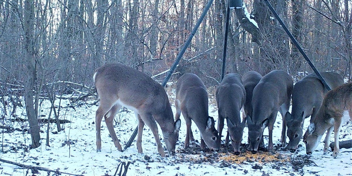 The Worst Thing You Can Do For Deer - by Jason Bittel