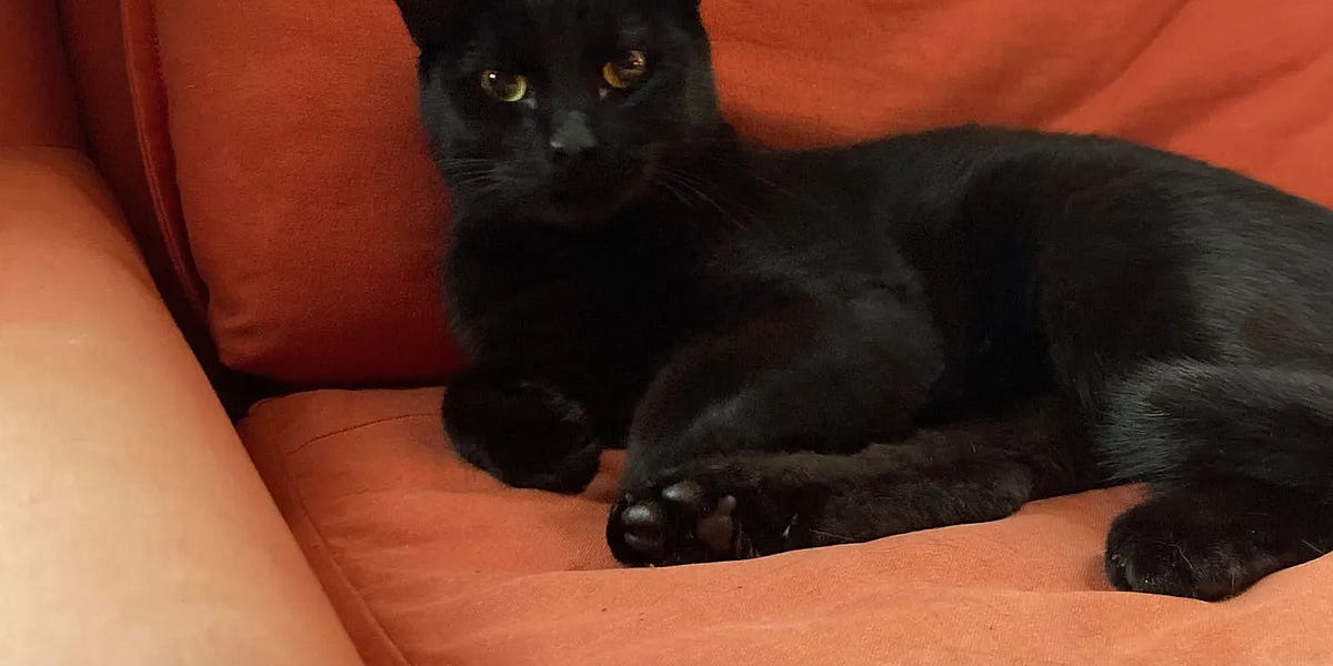 Cats, Medieval Stuff - by Carson Ellis - Slowpoke