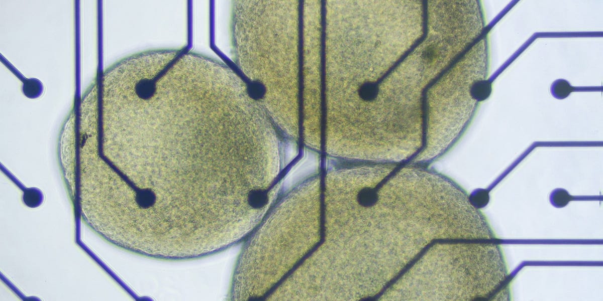 Lab-Grown Human Brain Embodied in a Virtual World