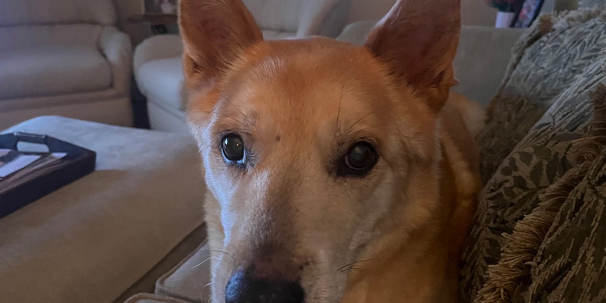 Roxie: Most Special Dog - by Elsa Bonstein