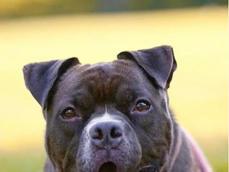 Dog on death row whisked away to safety