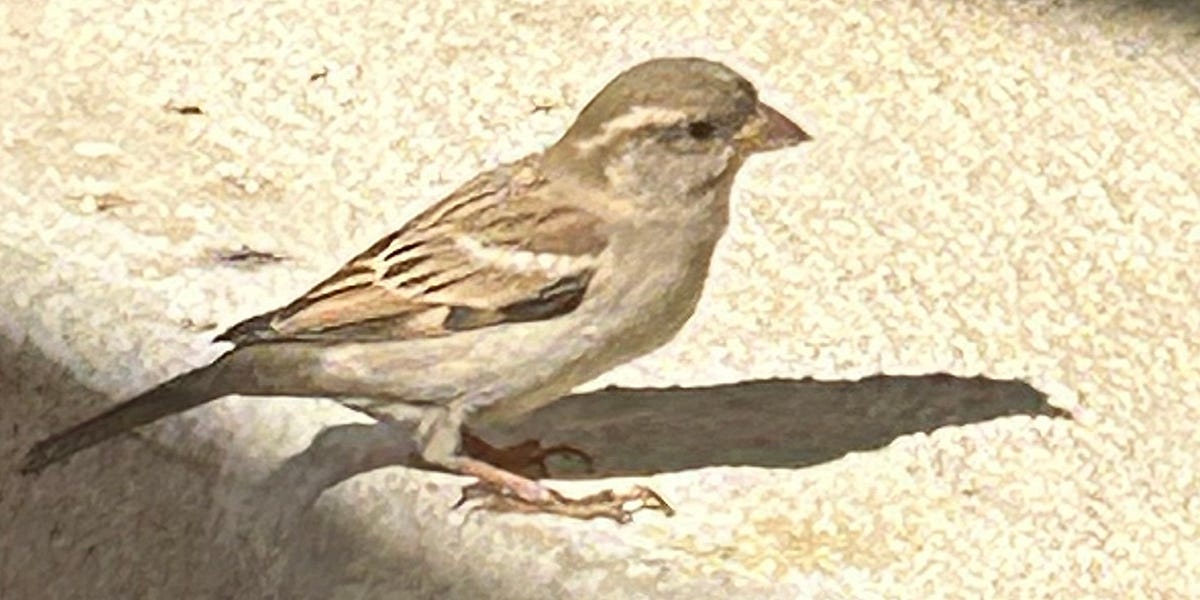 Catullus's Sparrow - by Armand D'Angour