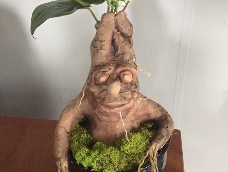 Identifying the Mandrake - by Rabbi Dr. Michael Leo Samuel