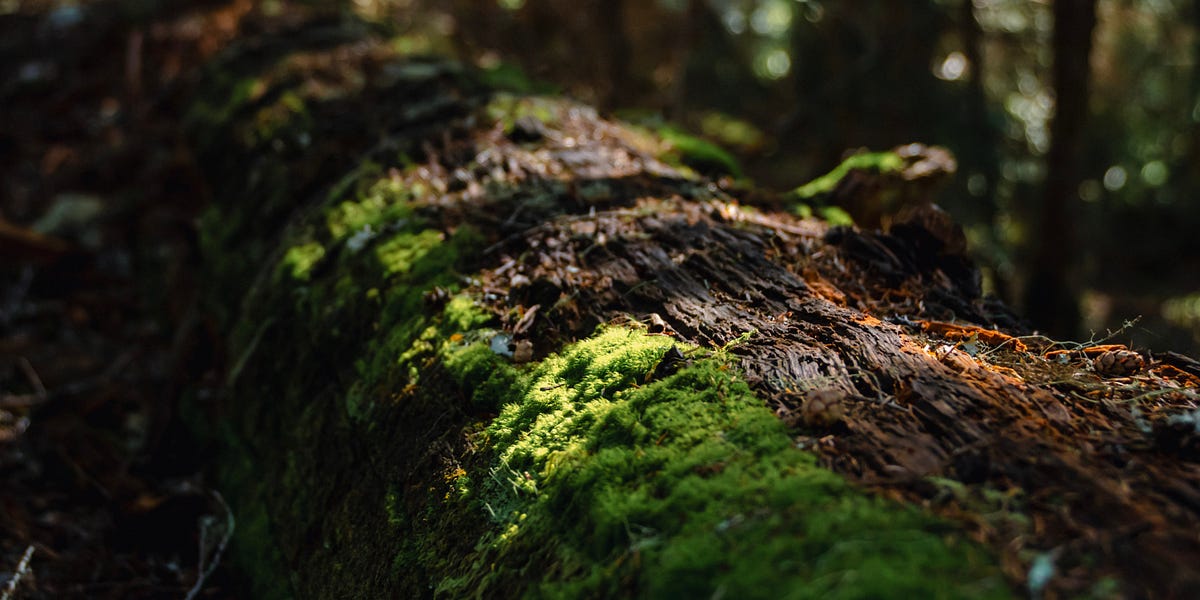Signs of Spring - by Whitney Barkman - Forest Wanderer
