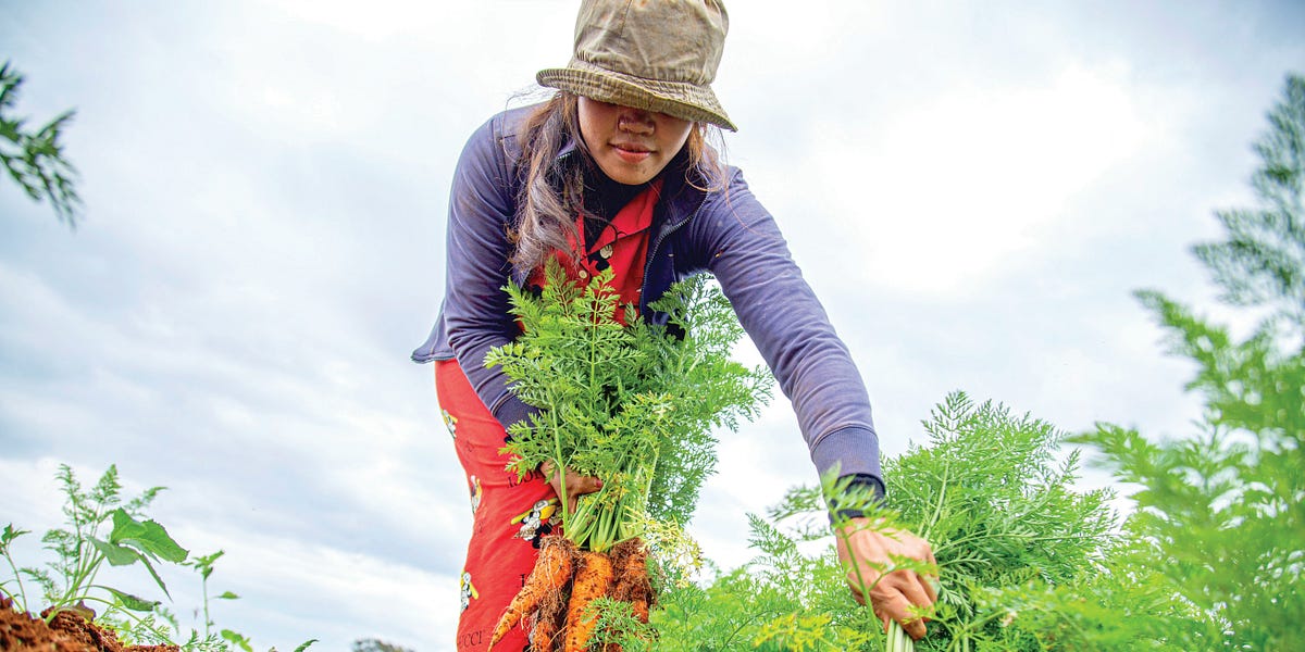 The Freedom To Farm - by Audra Worlow