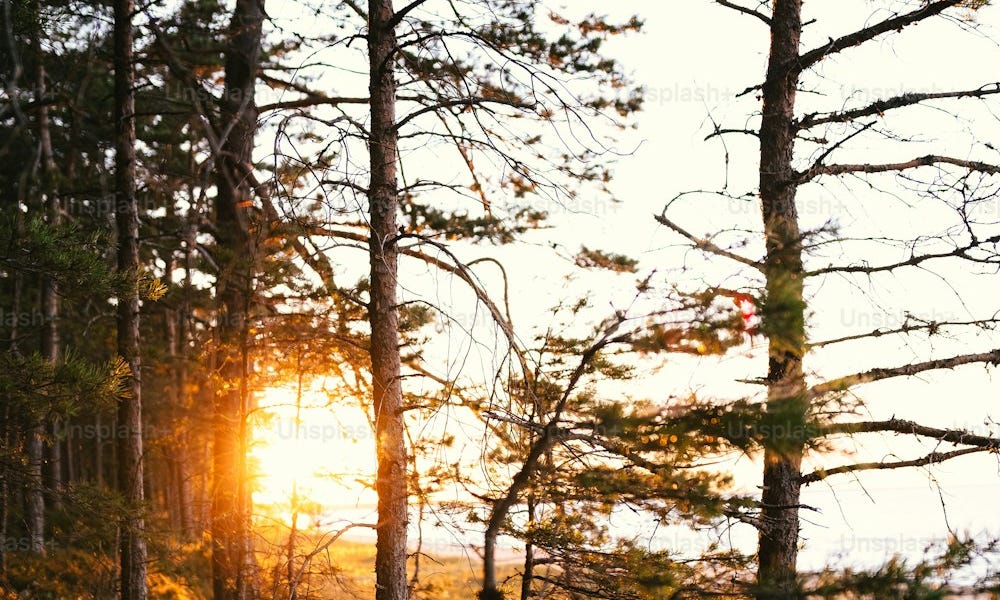 Harnessing natural inclination - Forrest’s Substack