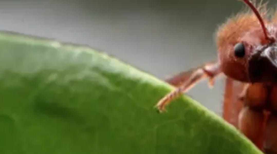 Fact check: the WEF wants us to eat bugs.