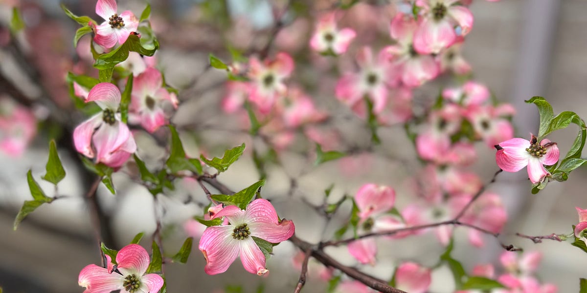 The pause - by Olivia D. - Olivia’s Substack