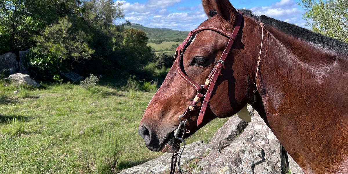 What I did this week (Week 21) - by Maxim Benjamin Smith