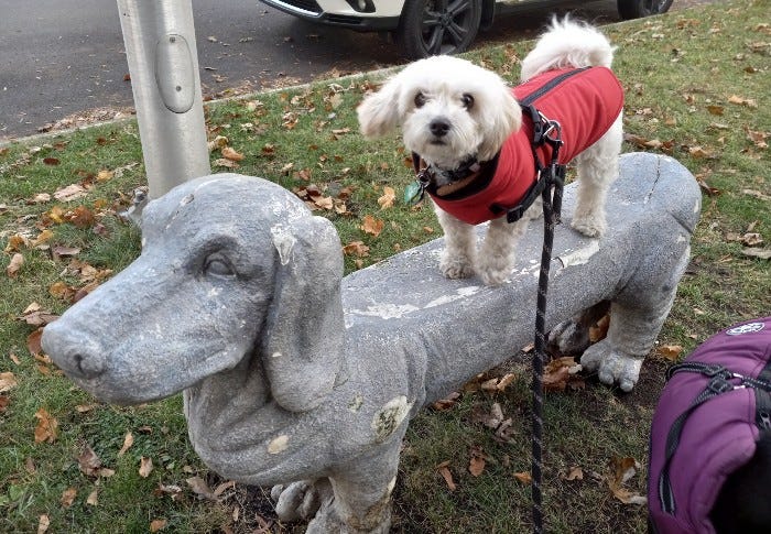 Salt and snow: Taking care of dog paws against pet injuries