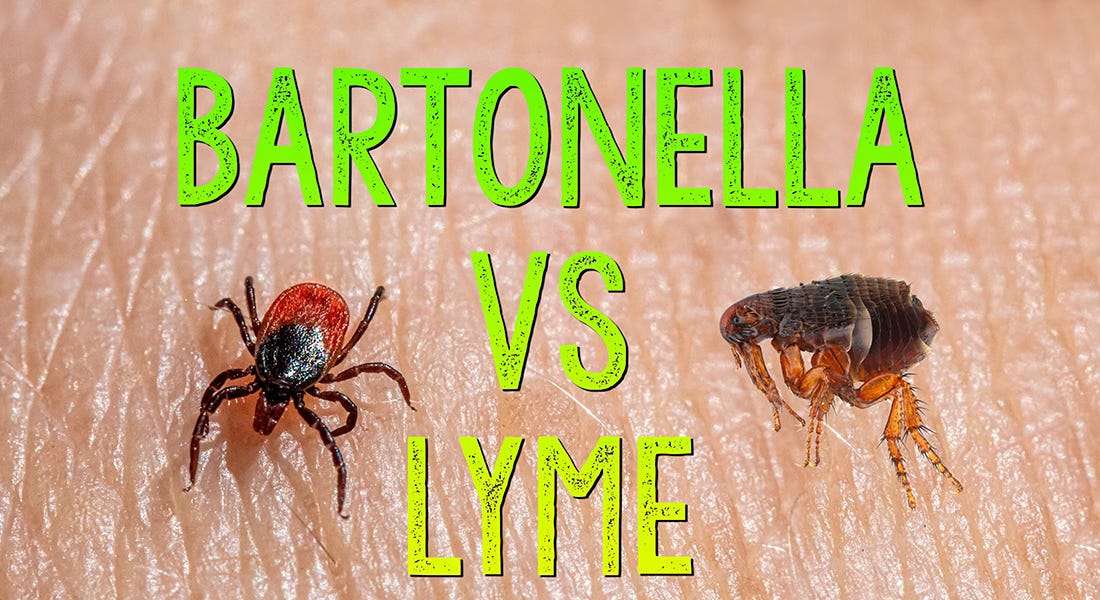 Bartonella: Establishing the Diagnosis, and the Role of Multiple ...