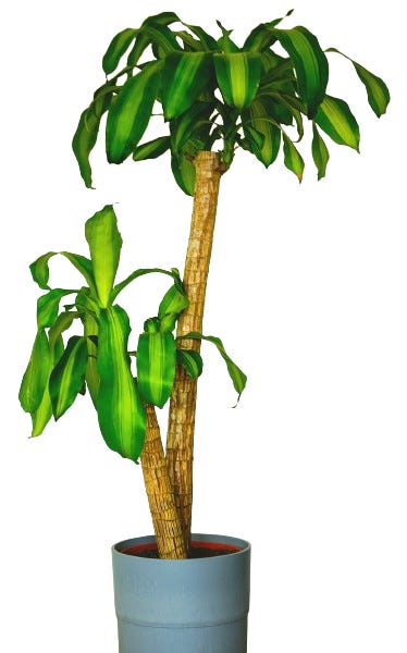 🌿 **Exploring the Elegant Majesty of the Corn Plant: A Comprehensive ...