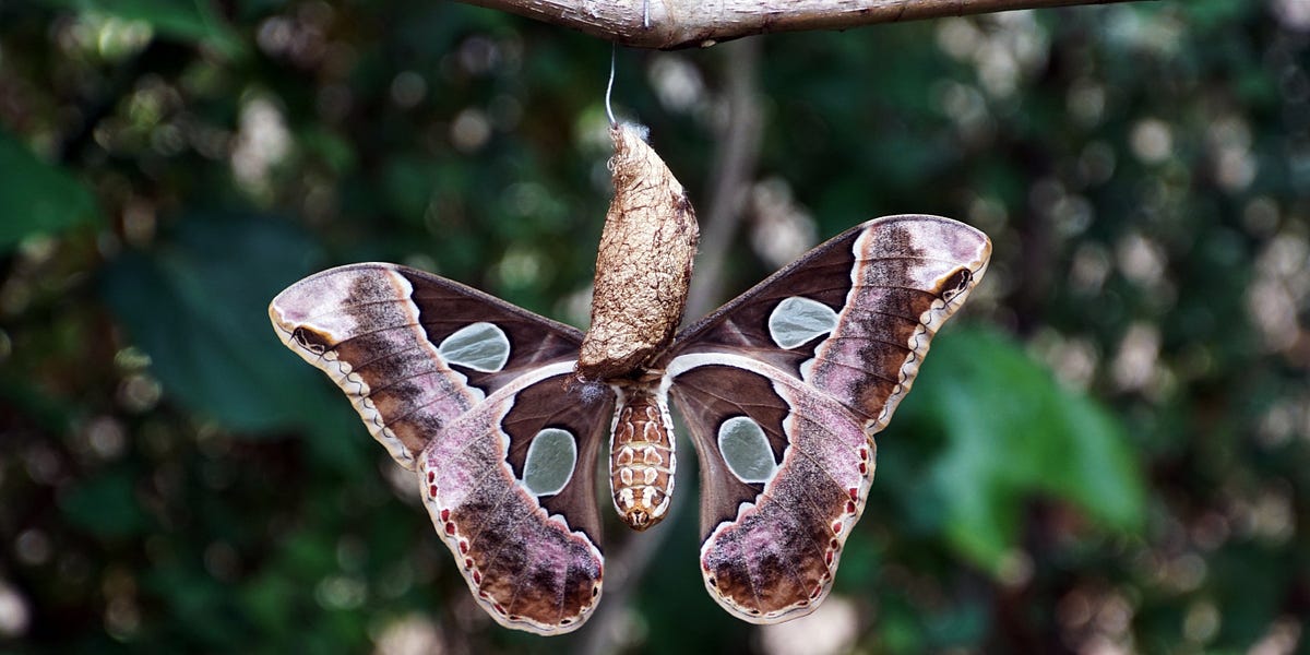 transformation - melanie’s substack