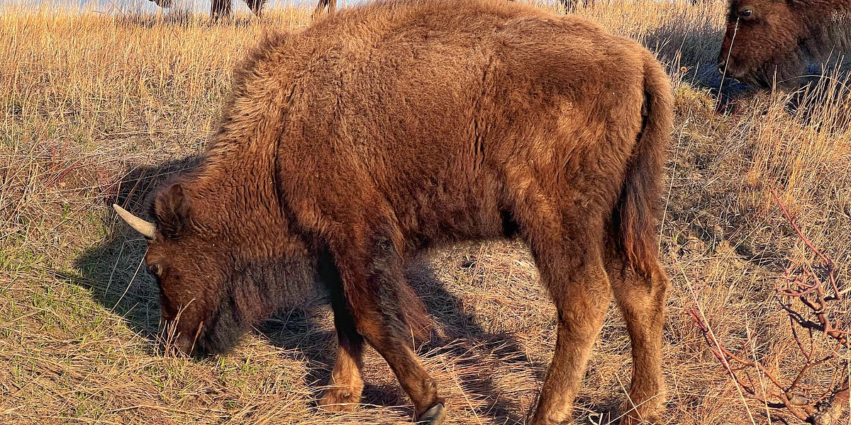 Our 90-Minute Traffic Stop in Bison Country