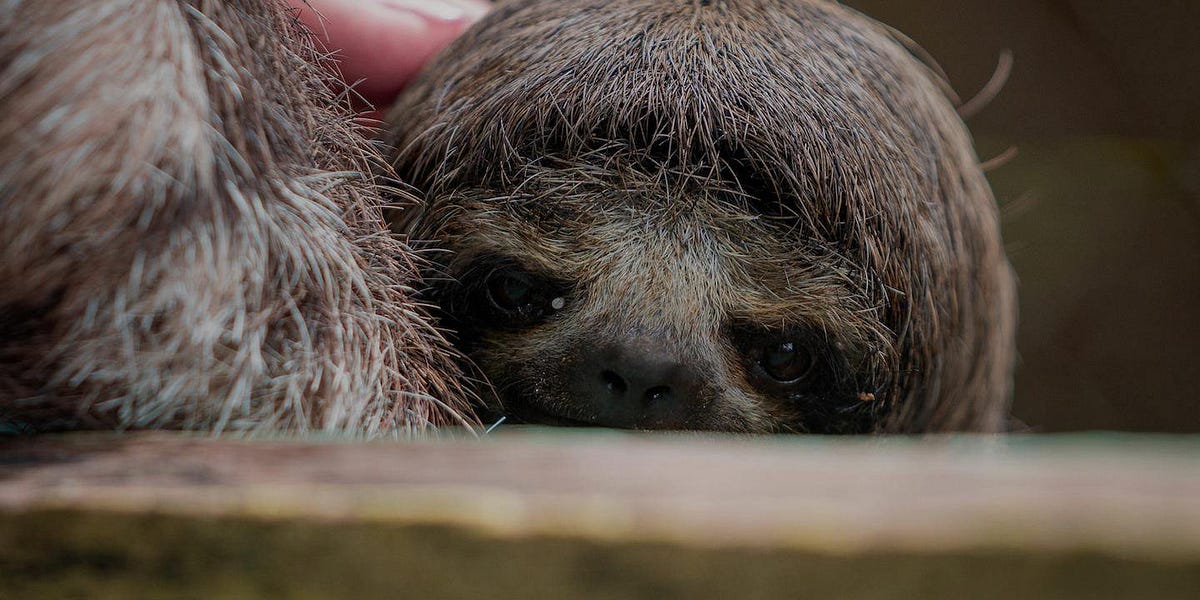 Sloth was not the right answer