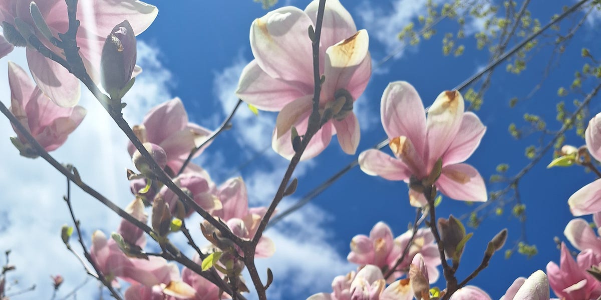 130+ Magnolia Trees! - Magnolia Map HFX