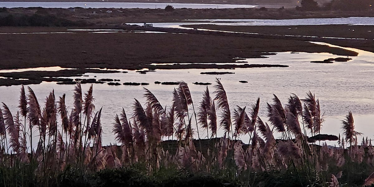 Why Create a Disturbance? - by Nancy Dafoe