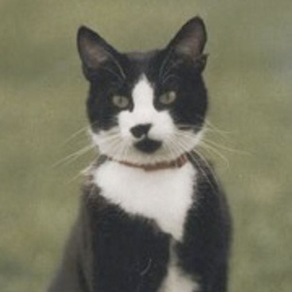 Socks, Clintons' Abandoned Cat, Finally Dies - by Ken Layne