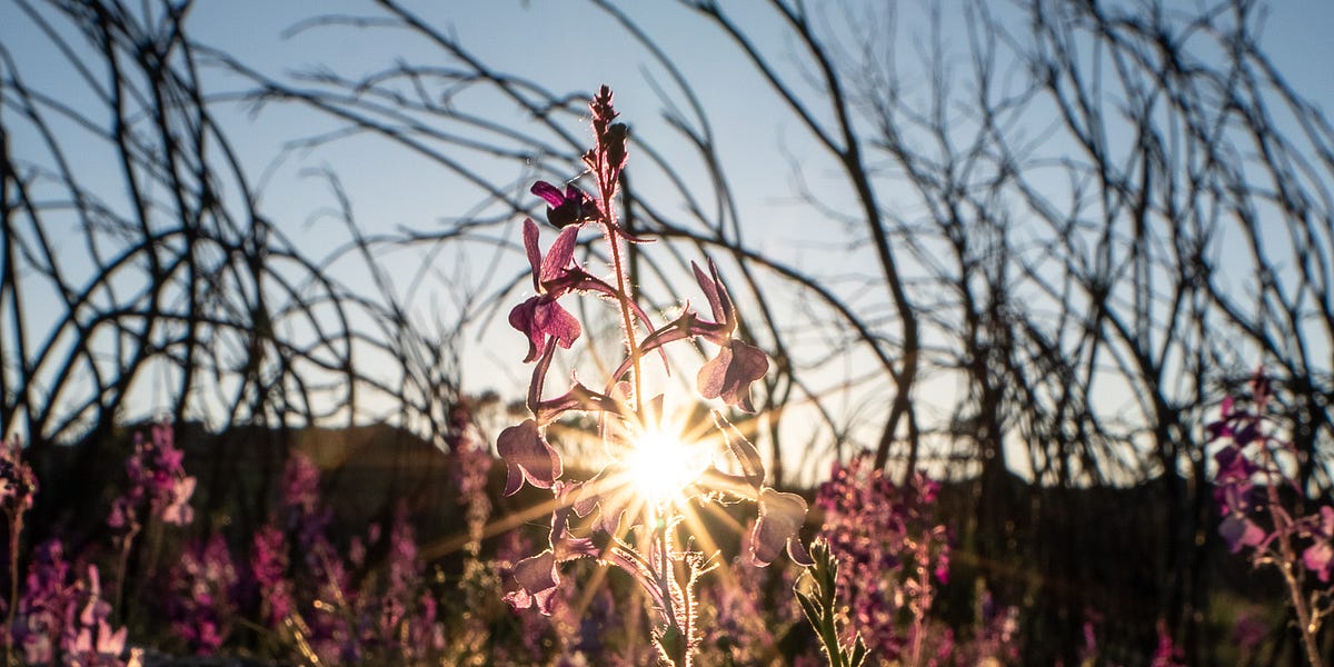 Primavera - by Adrian Howell - Wandering & Wondering