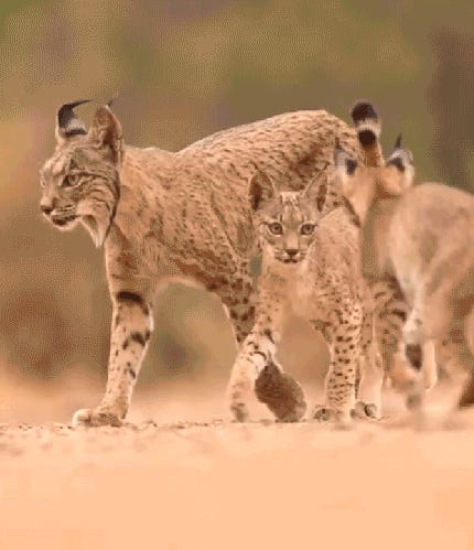 Let's Have A Conclave: Tabs, Mon., May 5, 2025