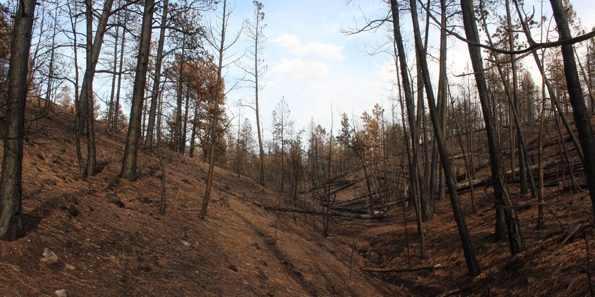 How Fire Remakes Montana’s Landscapes