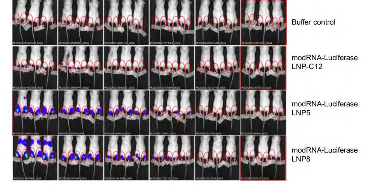 mRNA/LNP didn't stay at the injection site for the rats either, it went ...