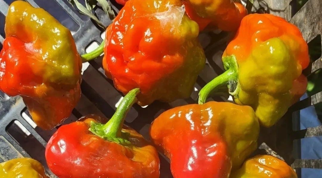 ecstatic relations - by Bitter Kalli - groundwater