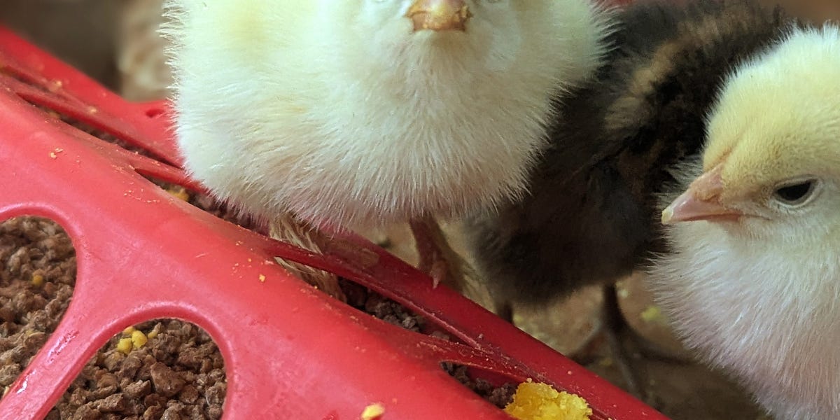 Warning: Unsolicited Chick Pics - by AC Shilton