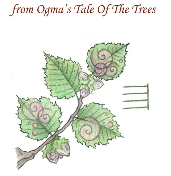 Coll The Hazel - by John Willmott - Nature Folklore