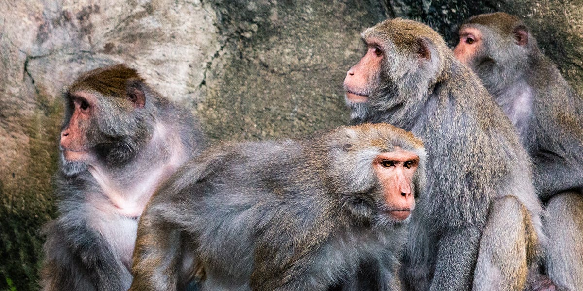 #20. Play Can Tip the Balance from Despotic Toward Egalitarian Living ...