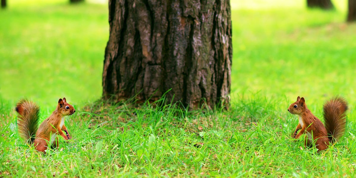 Two Squirrel Stories - Sherman Alexie