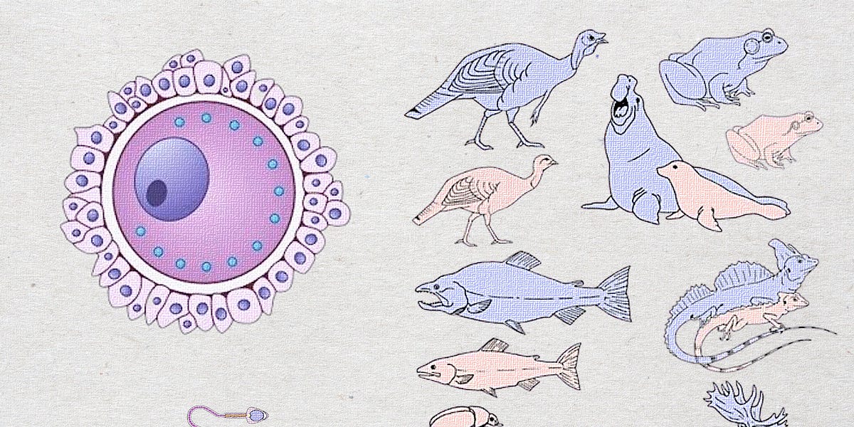 The Sex Binary Vs Sexual Dimorphism By Colin Wright