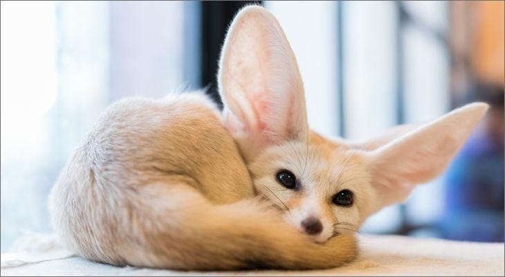Introducing: The Fennec Fox Club 🦊