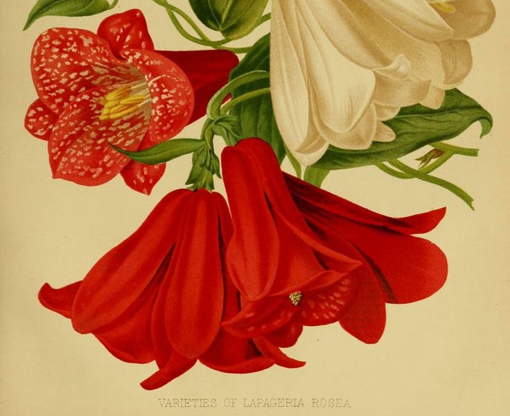 The Image Returns - by James Talmage Egan - Wayfare