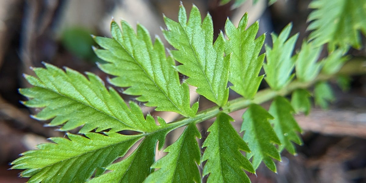 Silverweed Progress Report #4 - by A. Potentilla