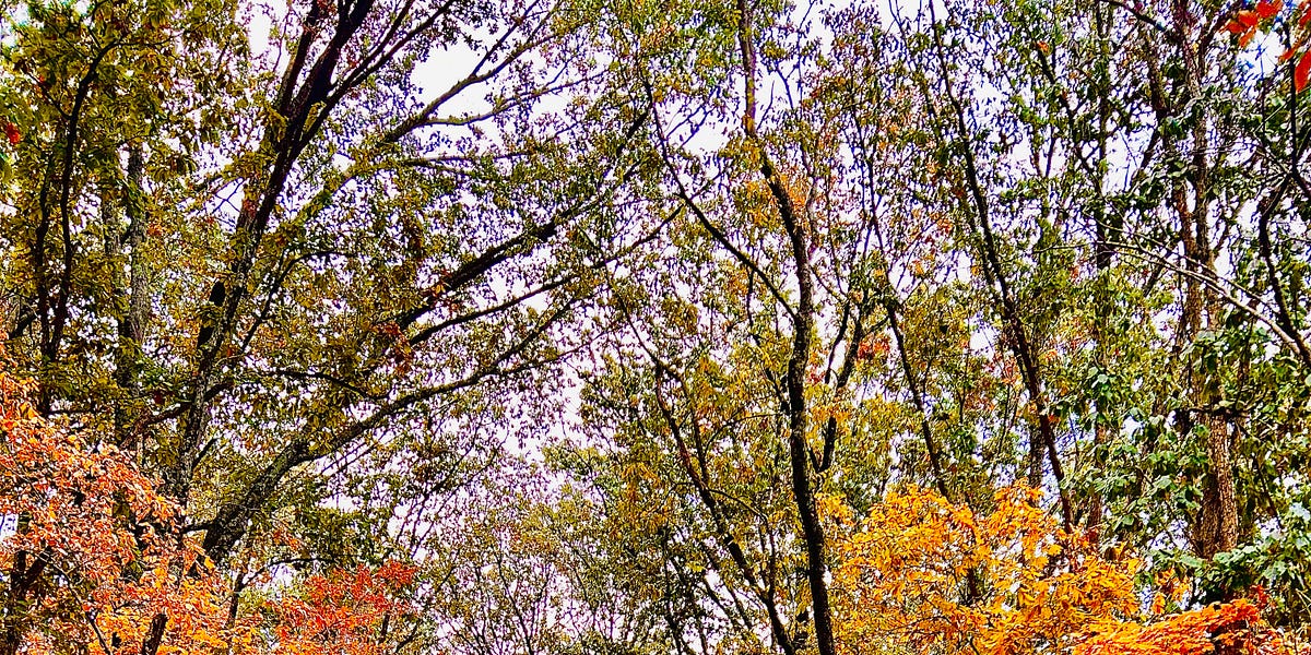 The Significance of Fall