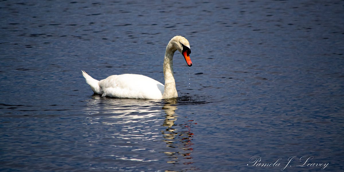 Poem of the Day: Like A Piece Of Discarded Trash