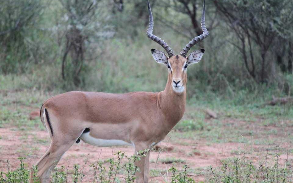 Out of Africa. And Back Again. - Scots Ink Substack