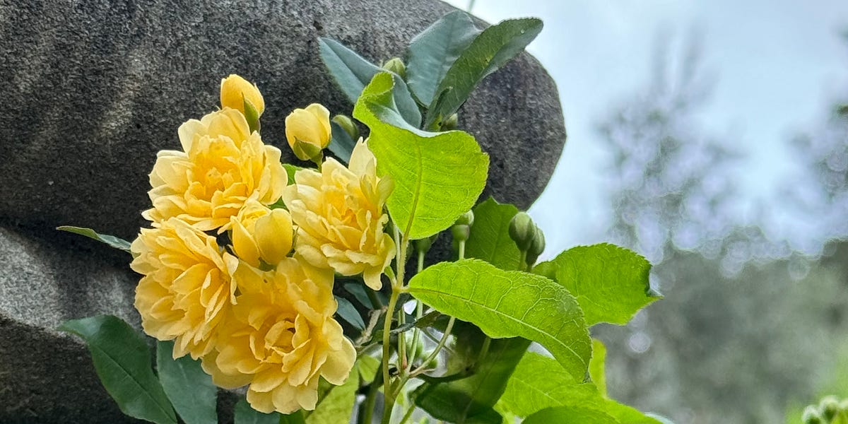 Surprises on Leaving Italy - by Alecia Stevens