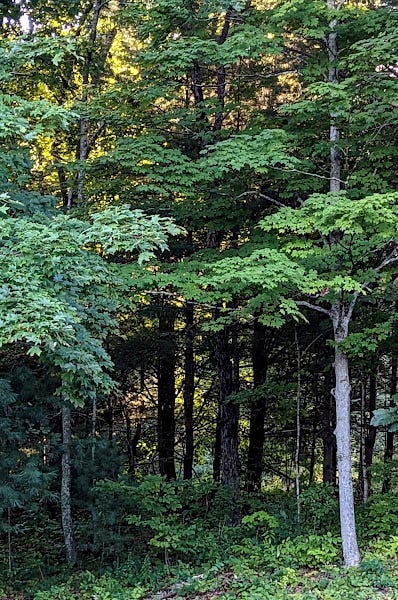 Light and Dark - Frederick Fullerton's Meanderings