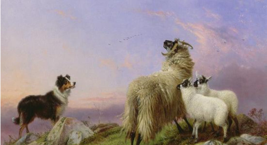 Border Collie - by kira :) - clamkween’s Substack