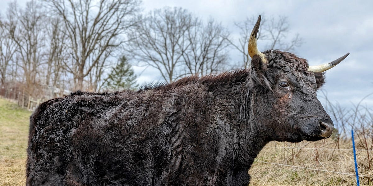 Won't Steer You Wrong - by AC Shilton