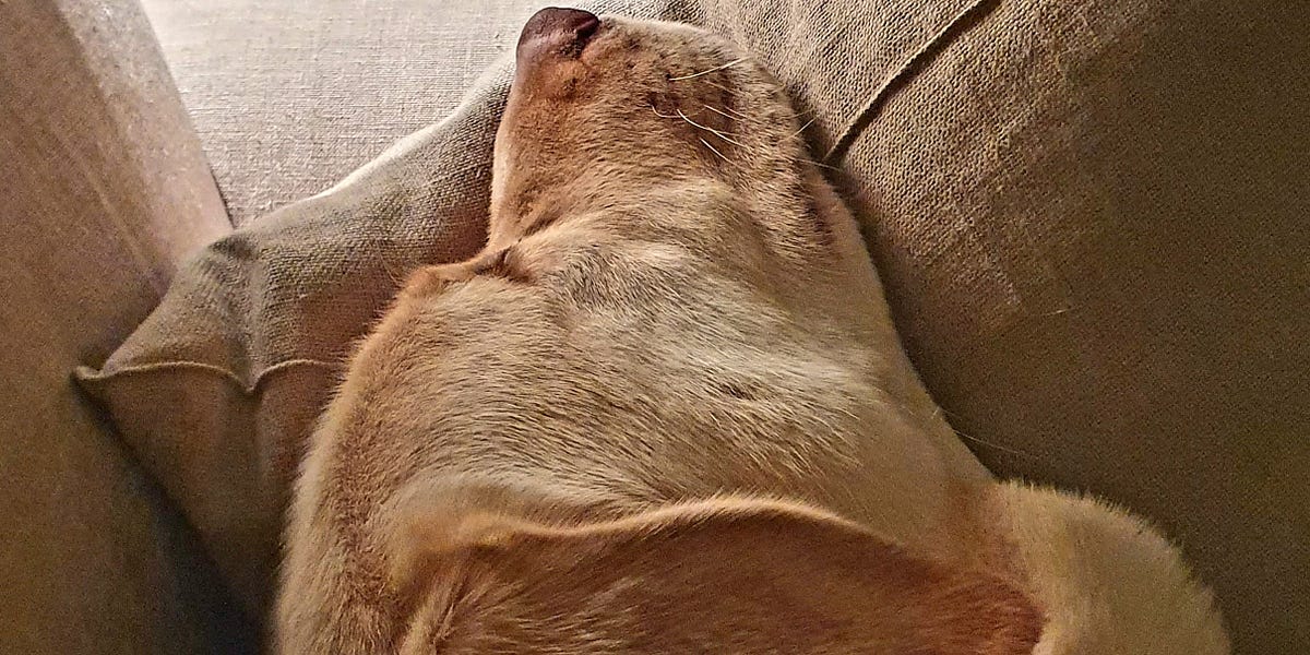 why we hate housekeeping - helen hayward home work