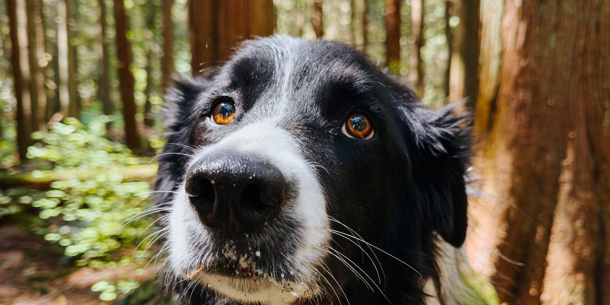 The Ceremony - by Andrew Knapp - How To Be A Dog