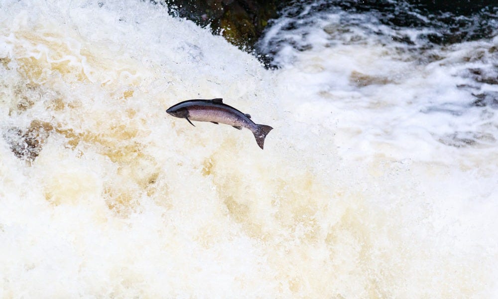 Understanding Your Impact Potential