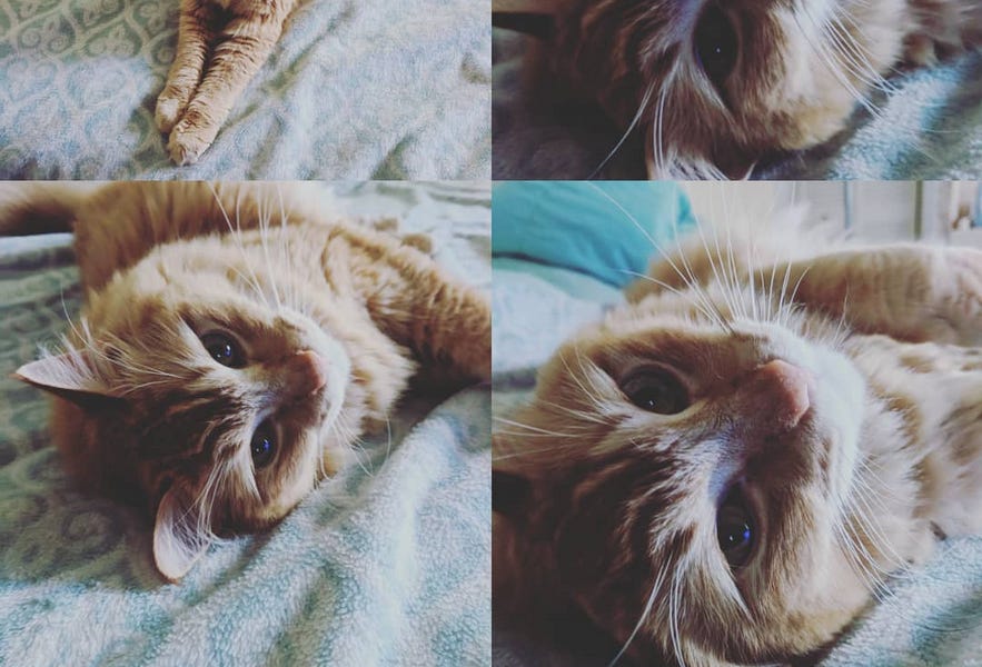Hiatus - R.I.P. Link (my cat) - Jasmae’s Newsletter